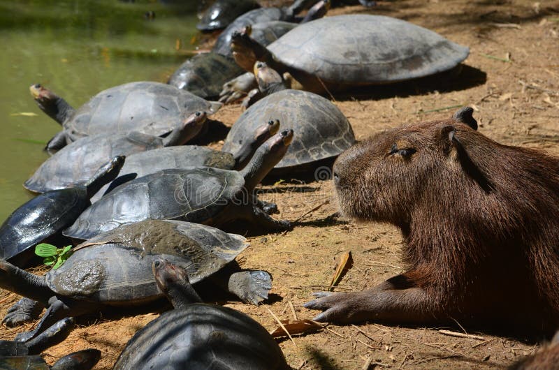 Capybara and Turtles Relaxing Together on a Riverbank in the Amazon ...