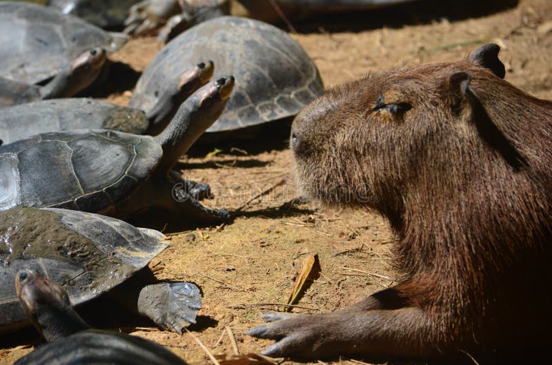 Capybara, Amazon River Peru Stock Photo - Image of capybara, amazon ...
