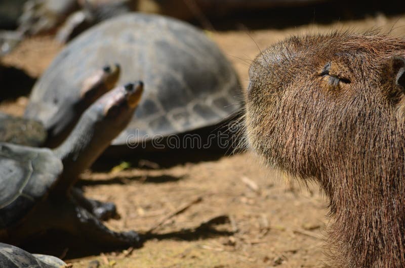 Capybara, Amazon River Peru Stock Photo - Image of capybara, amazon ...