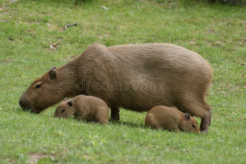 Capybara family stock image. Image of prague, capybara - 19101859