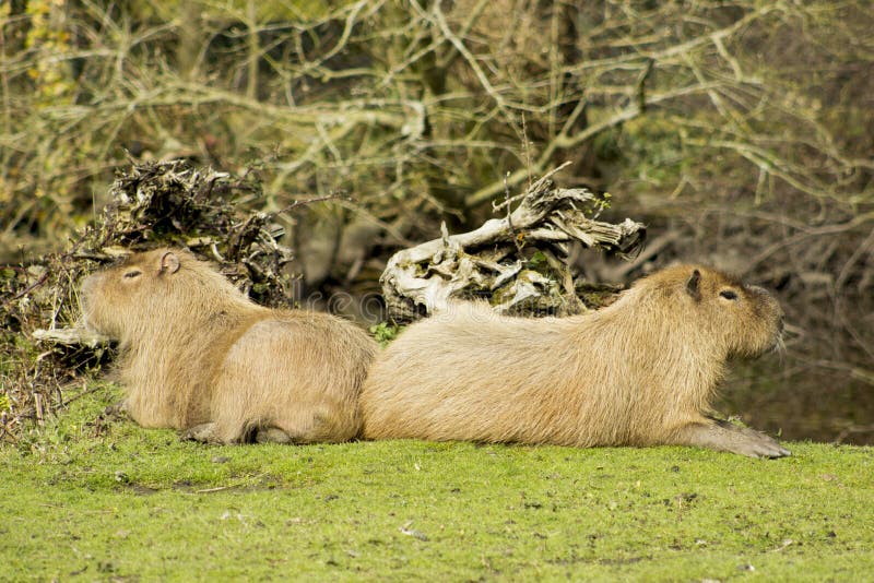 Capybara stock photo. Image of capybara, sitting, food - 52643526