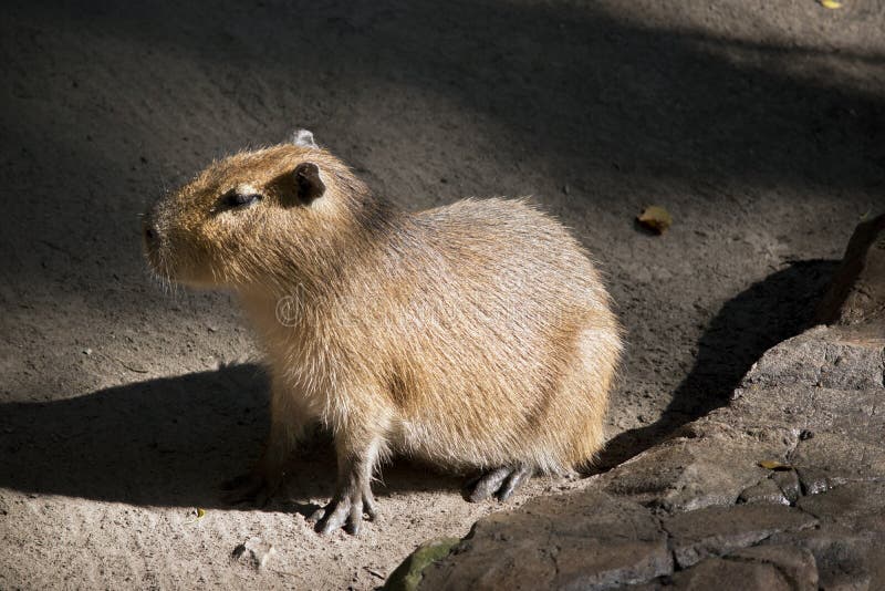 Roditore di capybara fotografia stock. Immagine di cuoii - 35261688