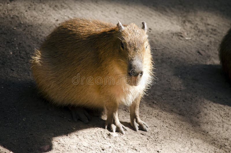 El Capibara Es Un Roedor De Gran Tamaño Hallado En Sudamérica Foto de ...
