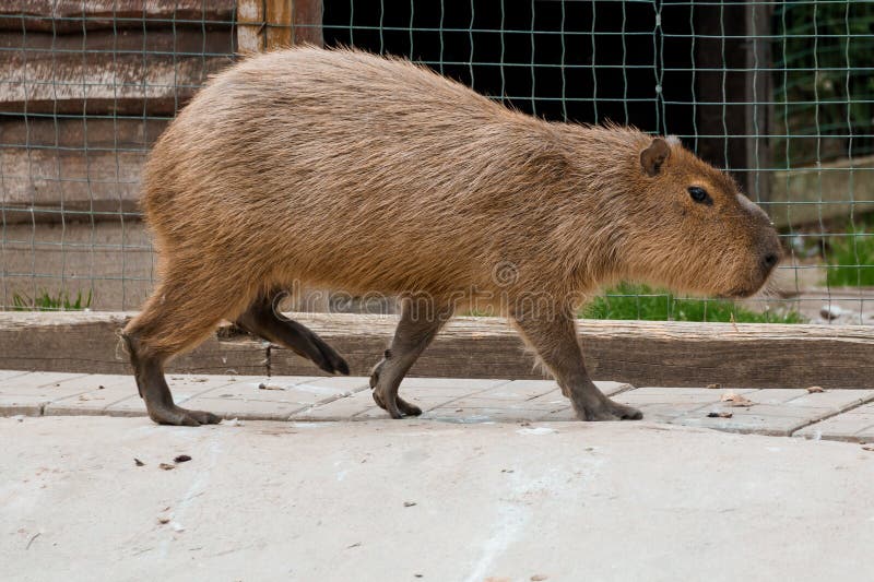 Capybara Walking Gracefully in Captivity with Natural Habitat Backdrop ...
