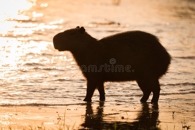 Capybara Walking in a Little Stream in the Jungle of Peru, Photo Taken ...