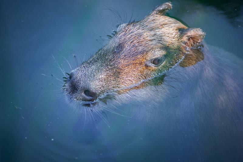 Capybara Swimming In Orange Water, Partly Submerged Stock Image - Image ...