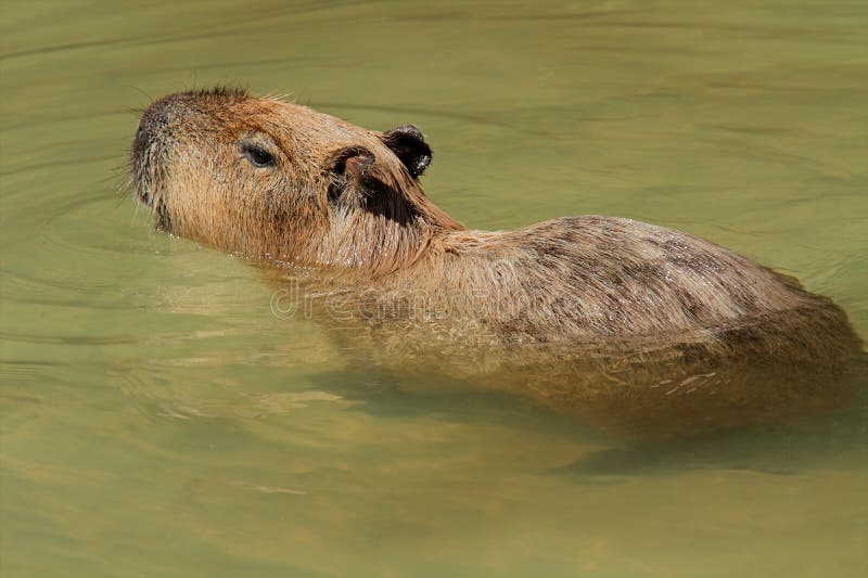 Capybara in water stock image. Image of america, argentina - 19284503