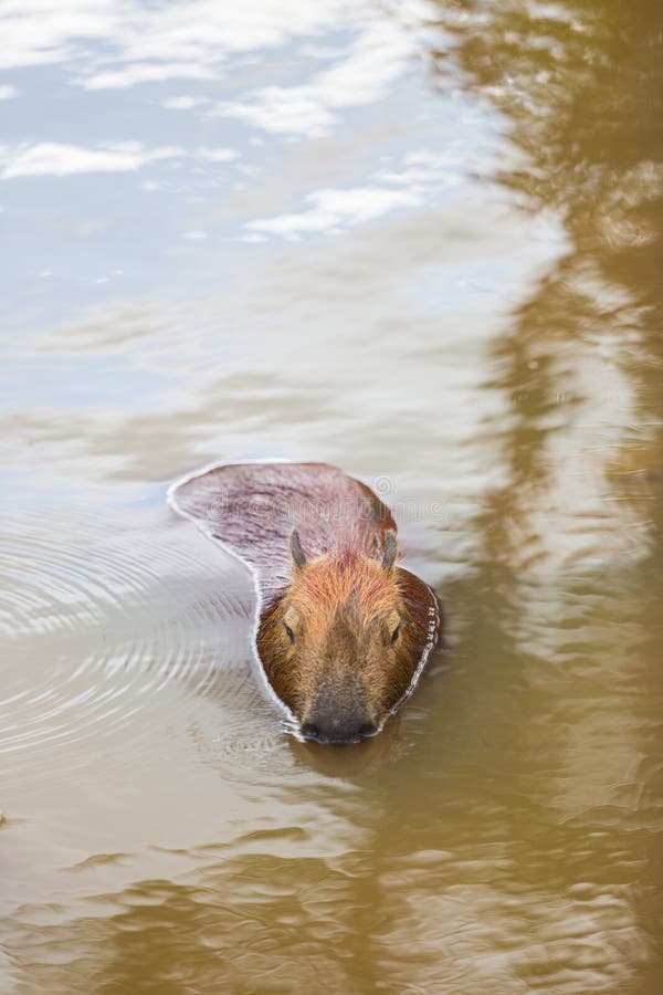 Capybara in the water stock photo. Image of brazil, mammal - 224227290