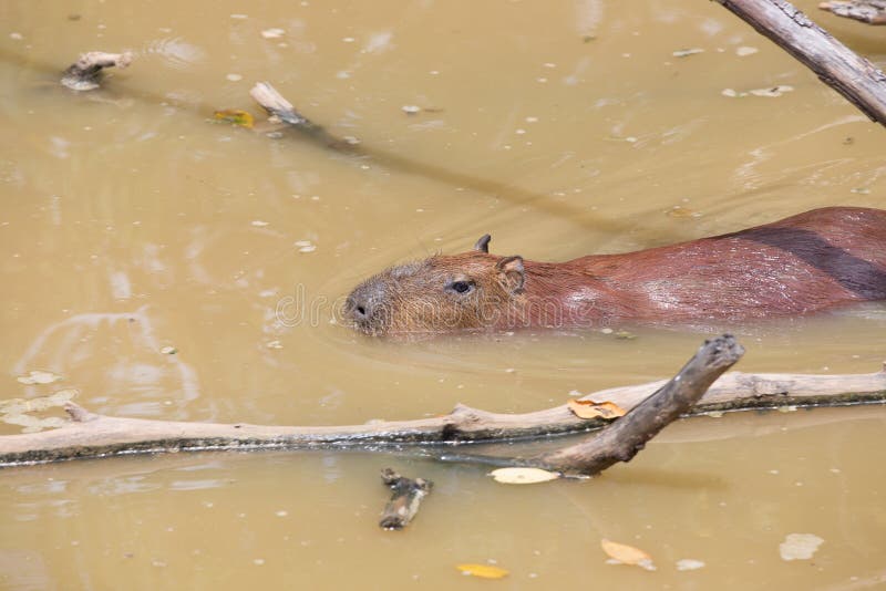 Capybara in the water stock image. Image of hair, summer - 224786663