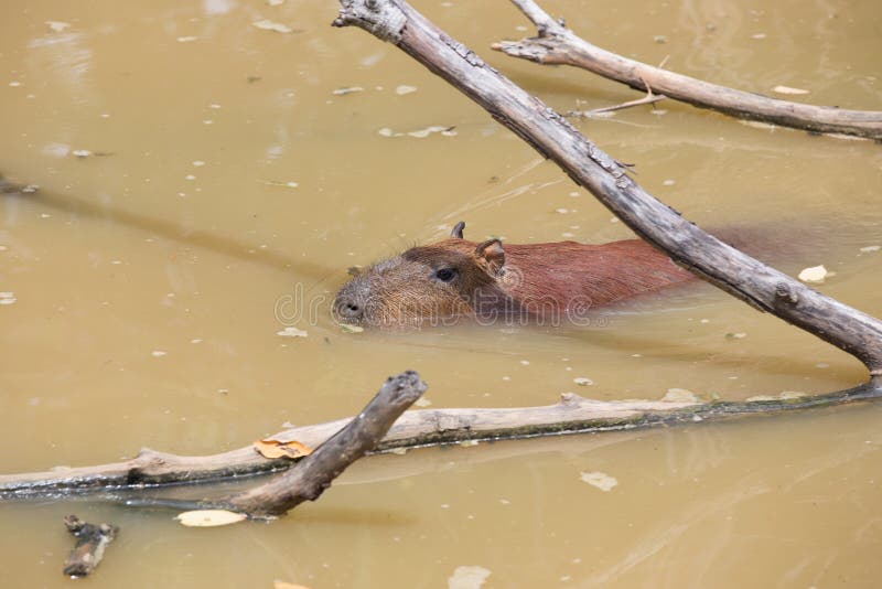 Capybara in the water stock image. Image of herbivore - 224786669
