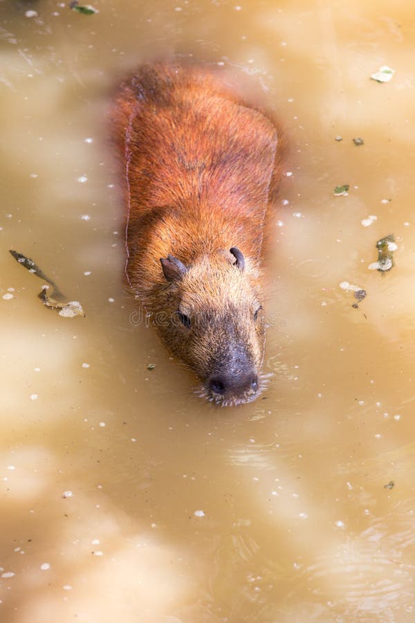 Capybara in the water stock photo. Image of america - 224786694