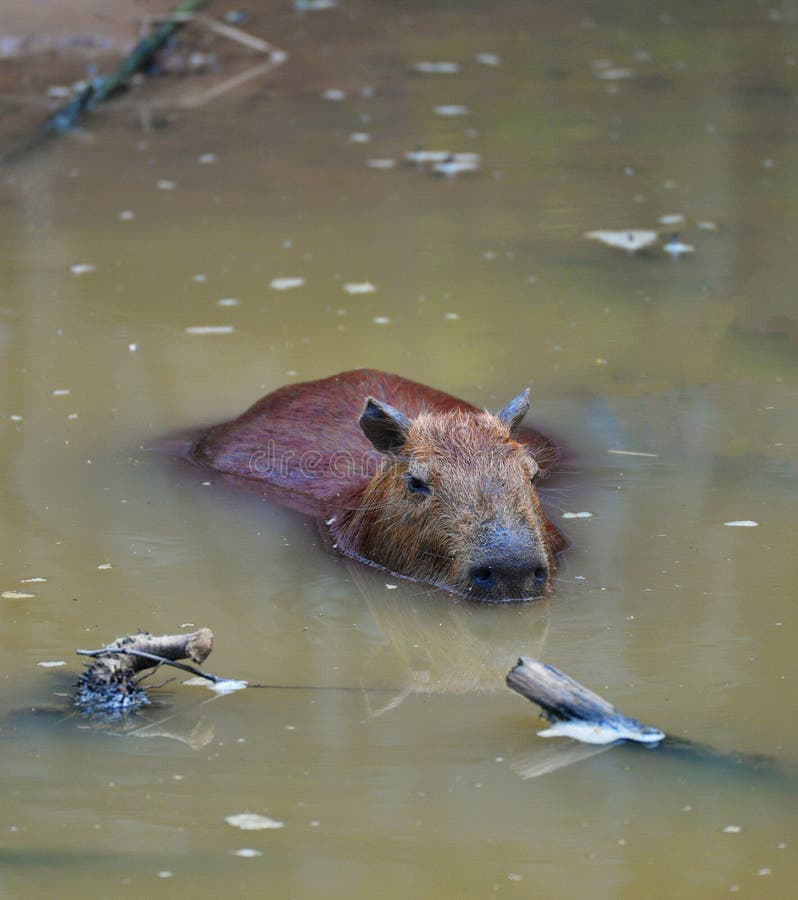 Capybara in water stock foto. Image of grootste, savannes - 110014658
