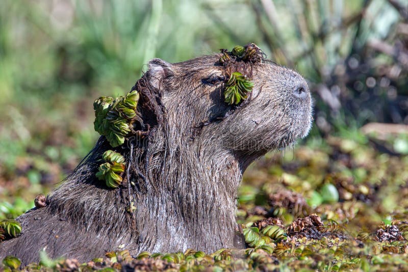 Capybara in the water stock photo. Image of herbivorous - 74289054
