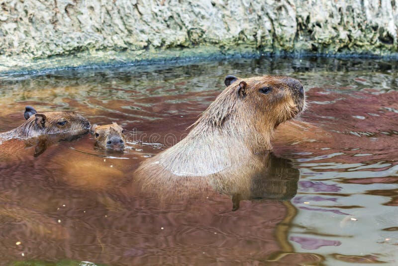Capybara in mud water stock image. Image of south, american - 22345945