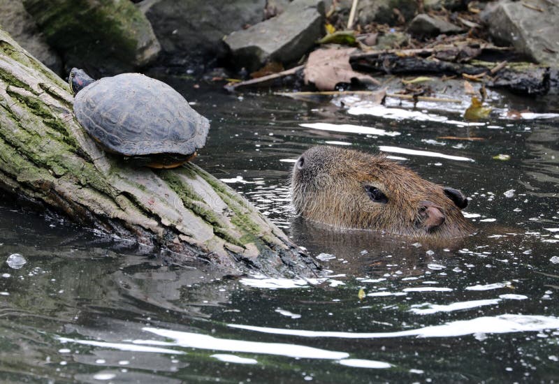 Capybara stock photo. Image of excellent, nature, close - 75331948