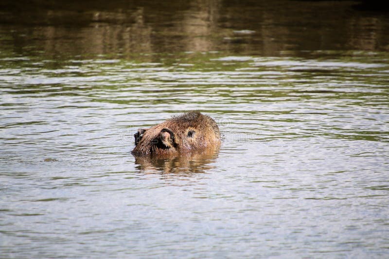 A Capybara in the water stock photo. Image of wild, capybara - 261788632