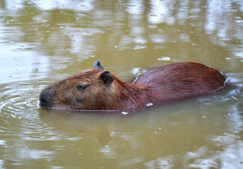 Capybara in the water stock photo. Image of capybara - 150459162