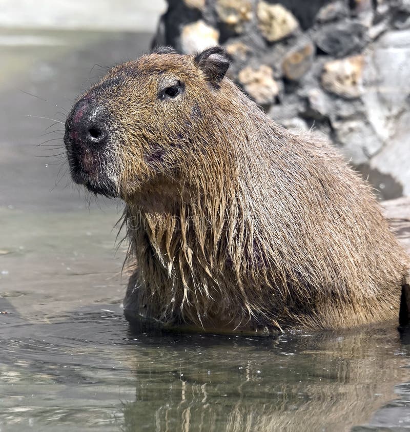 Capybara 11 stock photo. Image of capybara, view, nature - 43391108