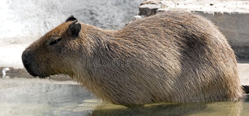 Capybara 3 stock photo. Image of wildlife, south, hydrochaeris - 2841098