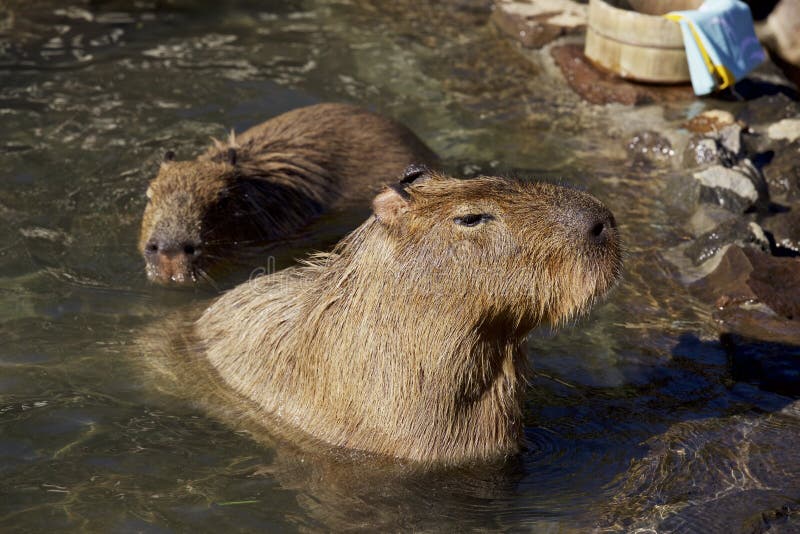 Capybara Which Bathes Hot Springs Stock Photos - Free & Royalty-Free ...