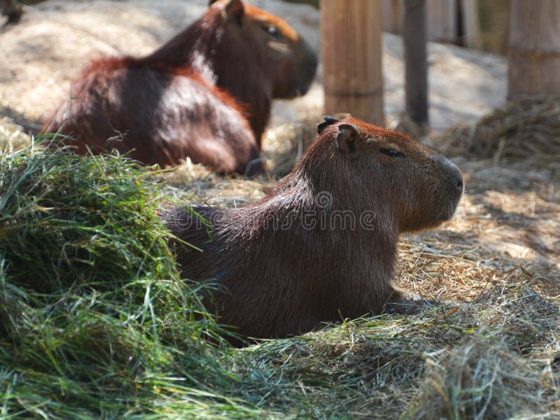 Wild Capybara in the Amazon Area in Bolivia Stock Image - Image of ...