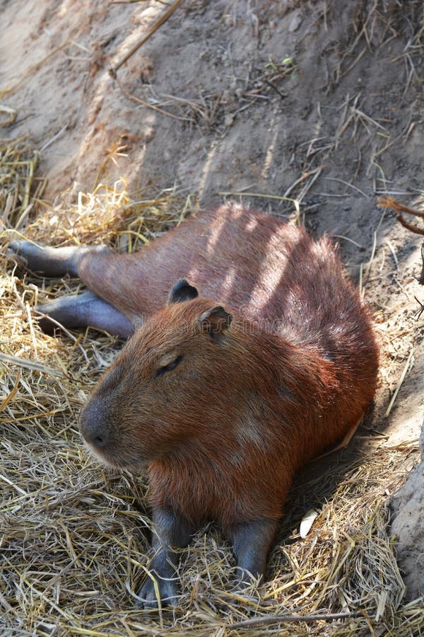 Capybara Alligator Stock Photos - Free & Royalty-Free Stock Photos from ...