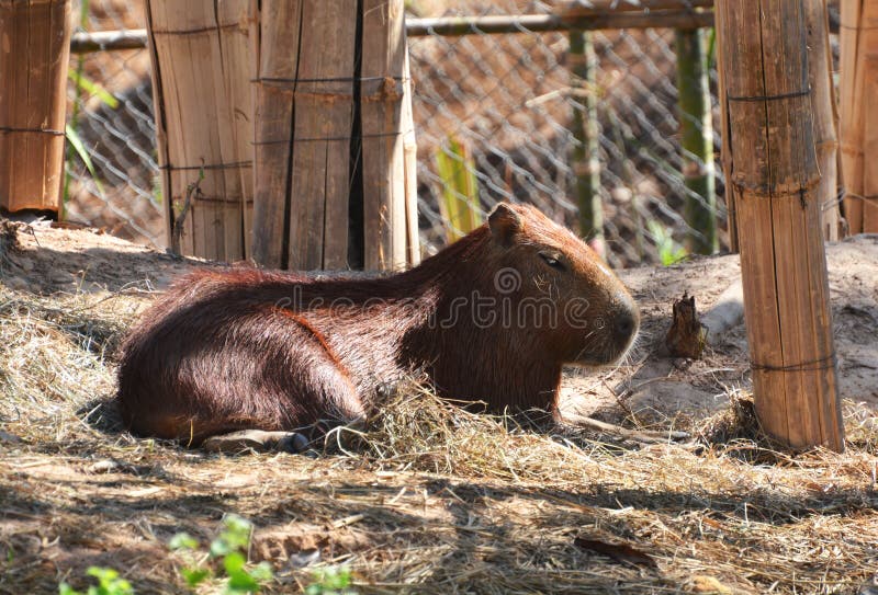 Wild Capybara in the Amazon Area in Bolivia Stock Image - Image of ...