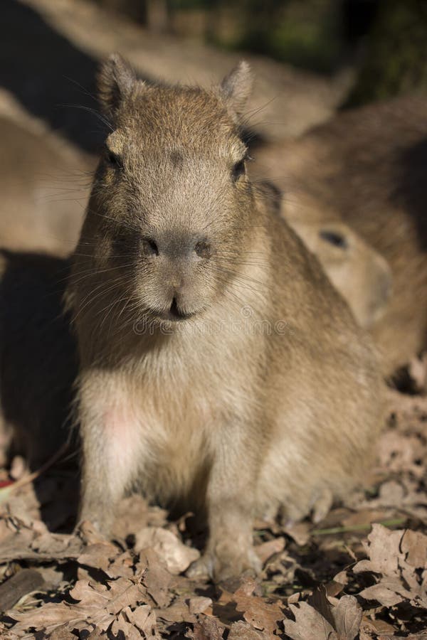 Capybara stock photo. Image of autumn, capybara, waiting - 62924440