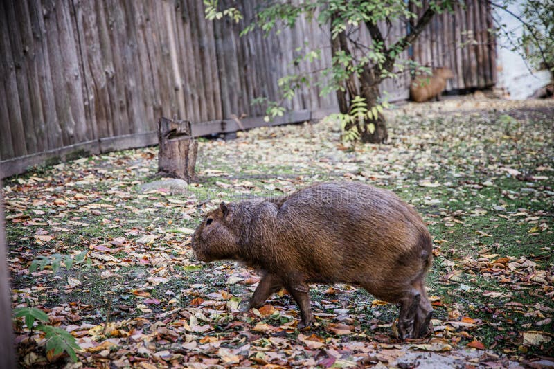 Capybara in the Zoo Basking in the Sun on a Warm Autumn Day Stock Photo ...
