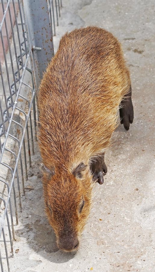 Capybara in the zoo stock photo. Image of capybara, mouse - 195407442