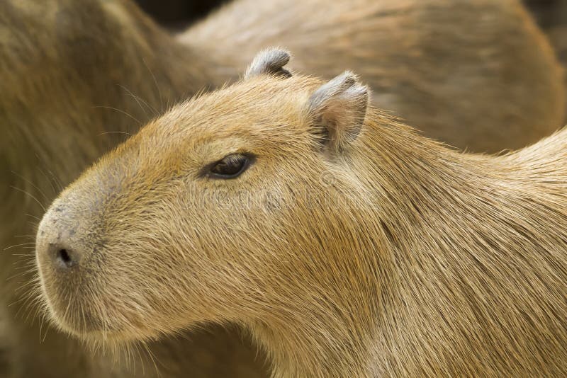 Capybara in the zoo stock photo. Image of green, looking - 89608082