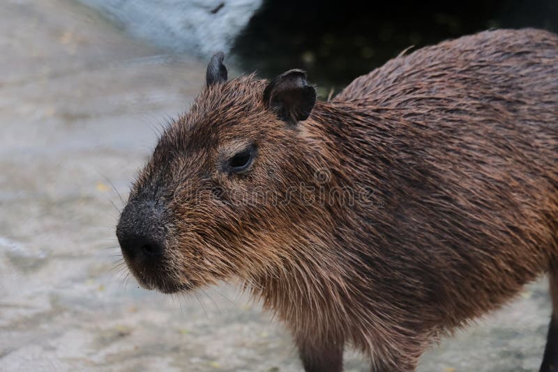 Capybara Monkey Stock Photos - Free & Royalty-Free Stock Photos from ...