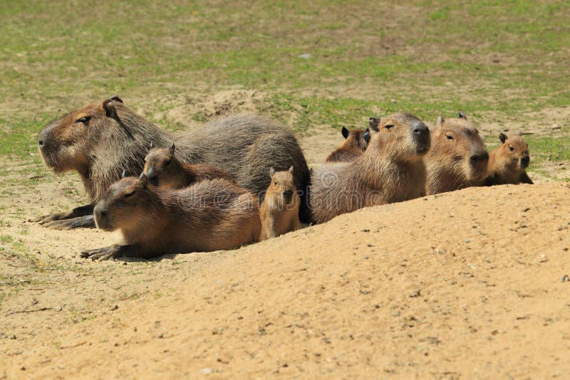 Capybara stock photo. Image of couple, hydrochaeris, adult - 25880318