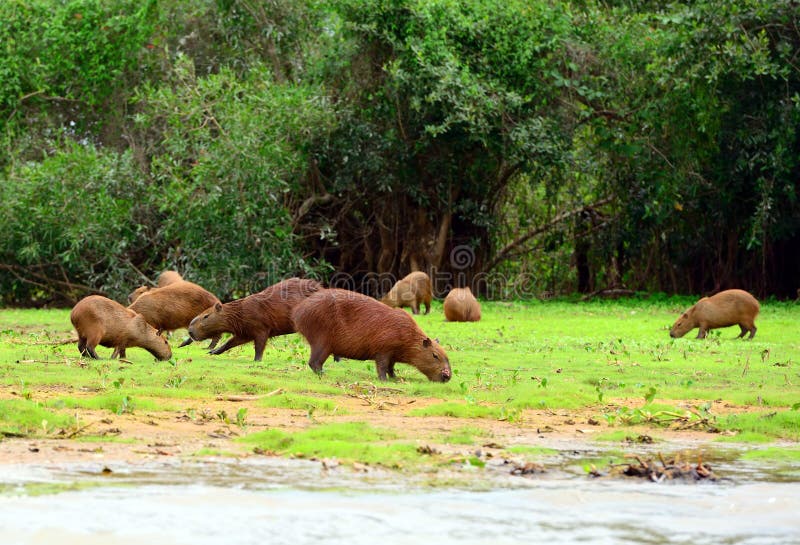 Capybaras arkivfoto. Bild av gnagare, flod, södra, djurliv - 36610466