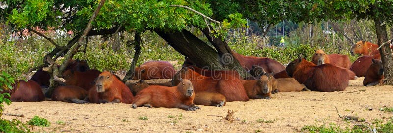 Capybaras Bunch Relax Peacefully Lying in the Cool Under the Trees ...