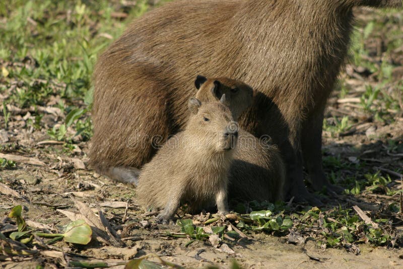Capybaras del bebé imagen de archivo. Imagen de roedor - 57635223