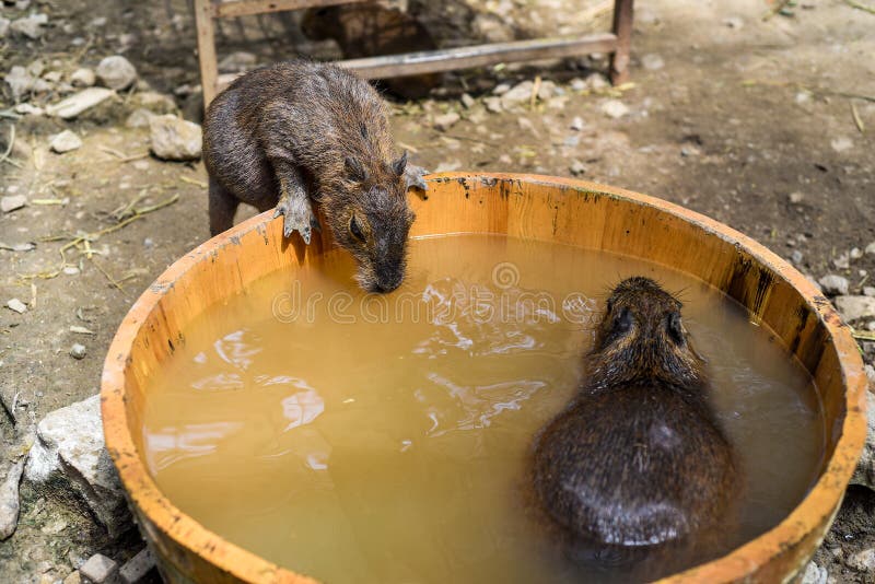 Capybaras Drinking Water in and Swimming in the Basin Stock Image ...