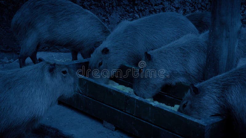 Group of Capybaras, the World S Largest Rodent Relaxing in the Pond ...
