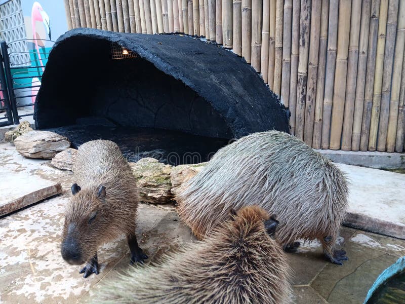 Capybaras Exploring Enclosure: Curious Rodents Near Dark Cave, Bamboo ...