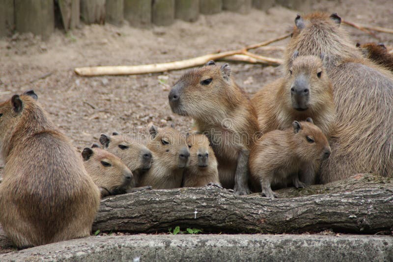 Capybaras herd stock image. Image of hair, pets, mammals - 93375039