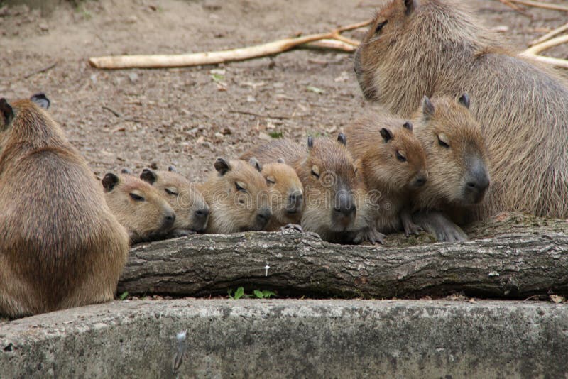 A capybaras family stock photo. Image of herd, little - 55269698