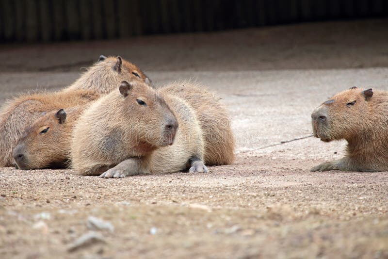 Herd Of Capybara On Riverbank Stock Photo - Image of hydrochoerus ...