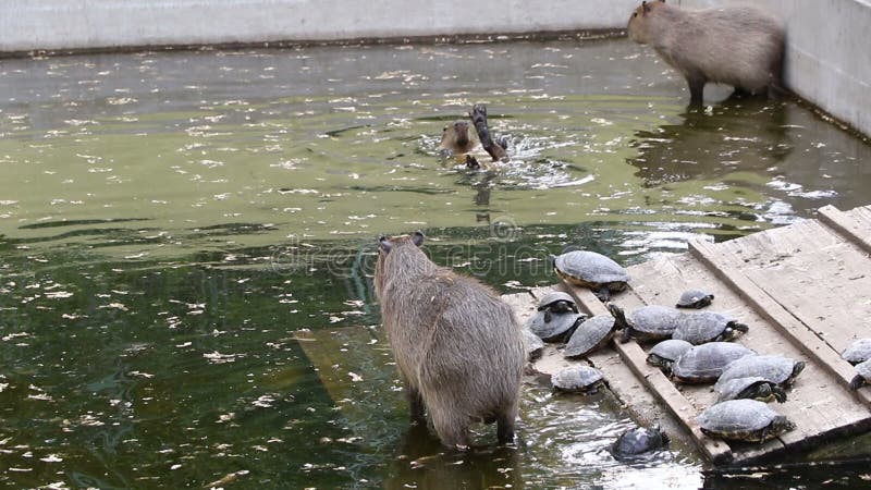 Family of Capybaras Eating Food, View through the Grid Stock Footage ...