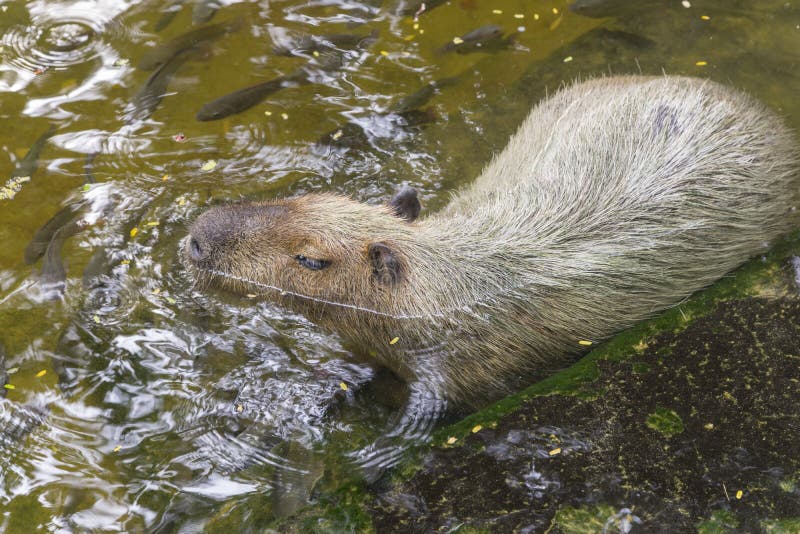 Capybaras in a Pond at the Zoo Stock Image - Image of capybaras ...