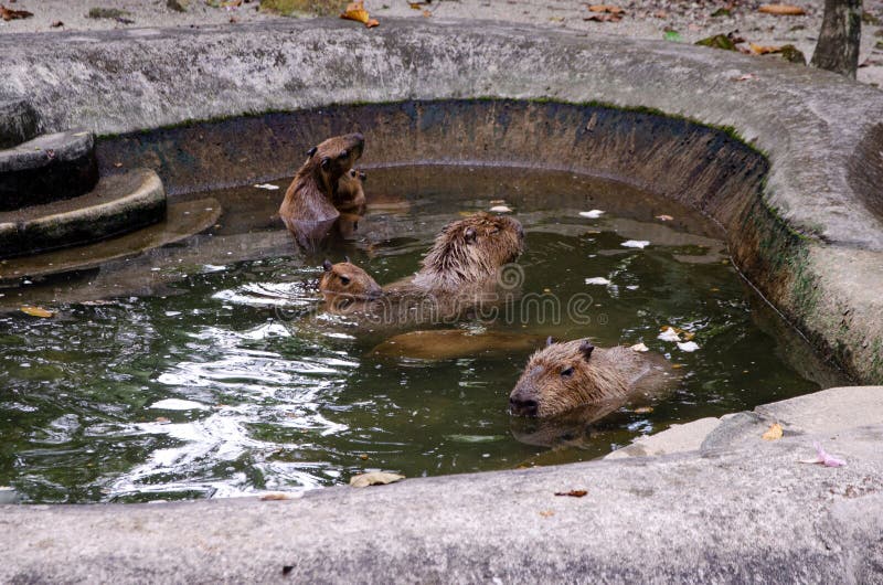 Capybaras in a Pond at the Zoo Stock Image - Image of capybaras ...
