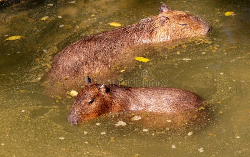 Capybaras Swim Water Nature Stock Photos - Free & Royalty-Free Stock ...