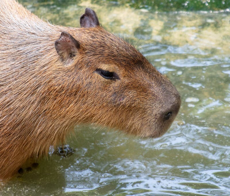 Capybaras in a Pond at the Zoo Stock Image - Image of capybaras, creatures: 281932479
