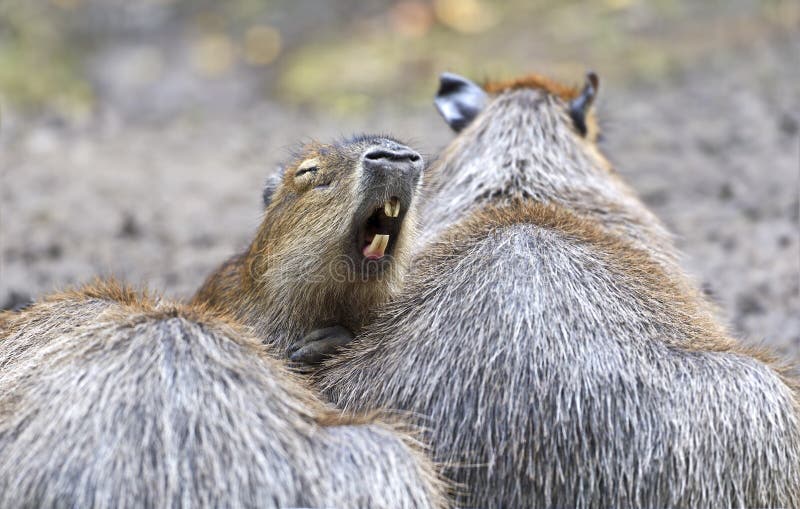 Yawning Capybara stock photo. Image of yawning, capybara - 54027220