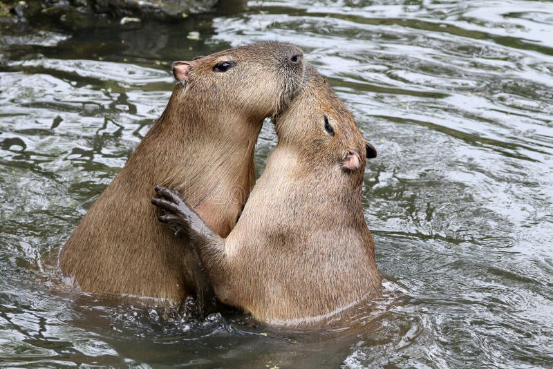 Capybara in mud stock photo. Image of animal, rodent - 123379138
