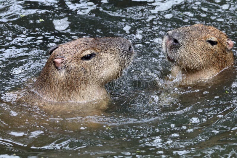 Capybaras stock photo. Image of outdoors, wildlife, animals - 33744514